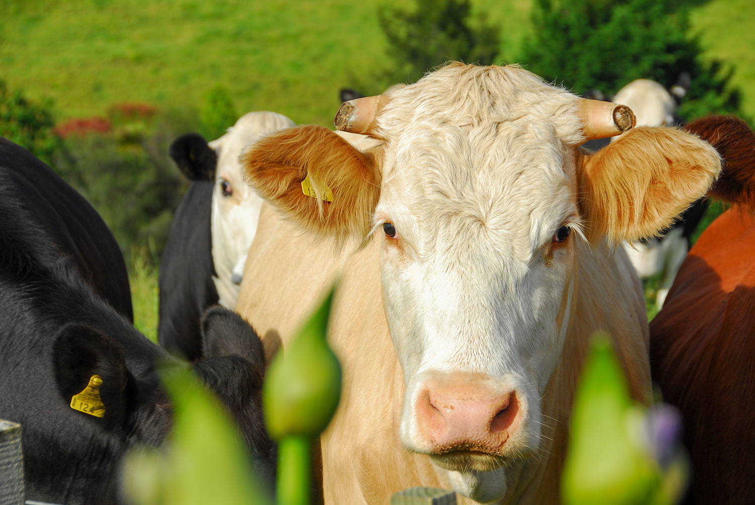 Photography Services | Janet Stowell