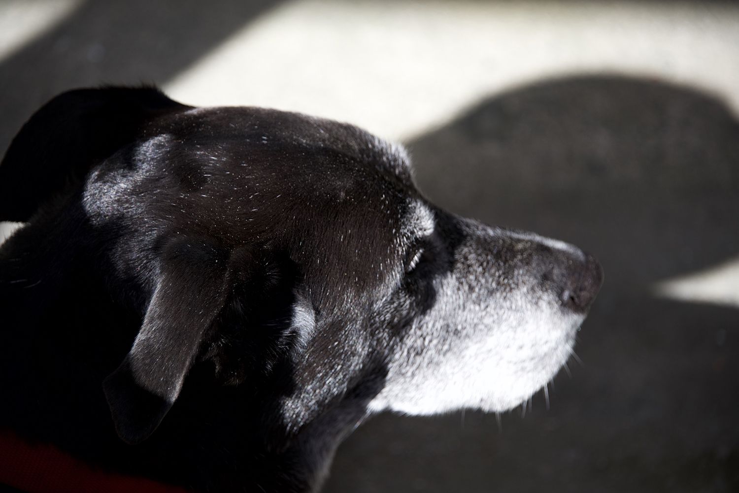 Photography Services | Janet Stowell